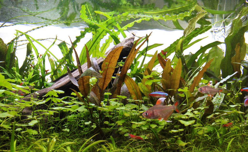 Algeneters in je aquarium: welke soorten zijn de beste?