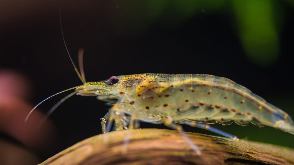 De Japonica garnaal: een complete gids | AquascapingBlog